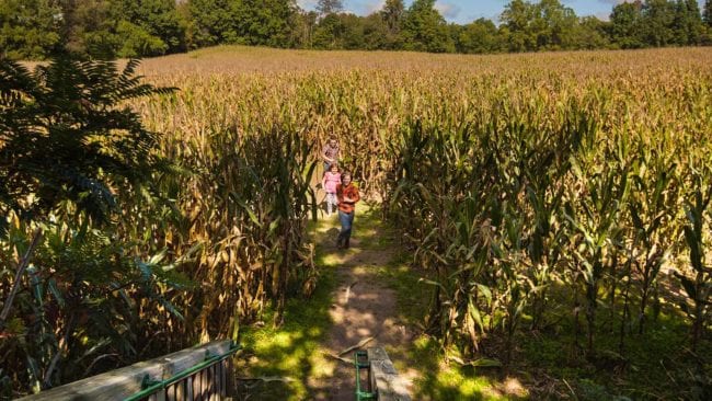 Fall Fun! - A-Mazing Acres Corn Maze